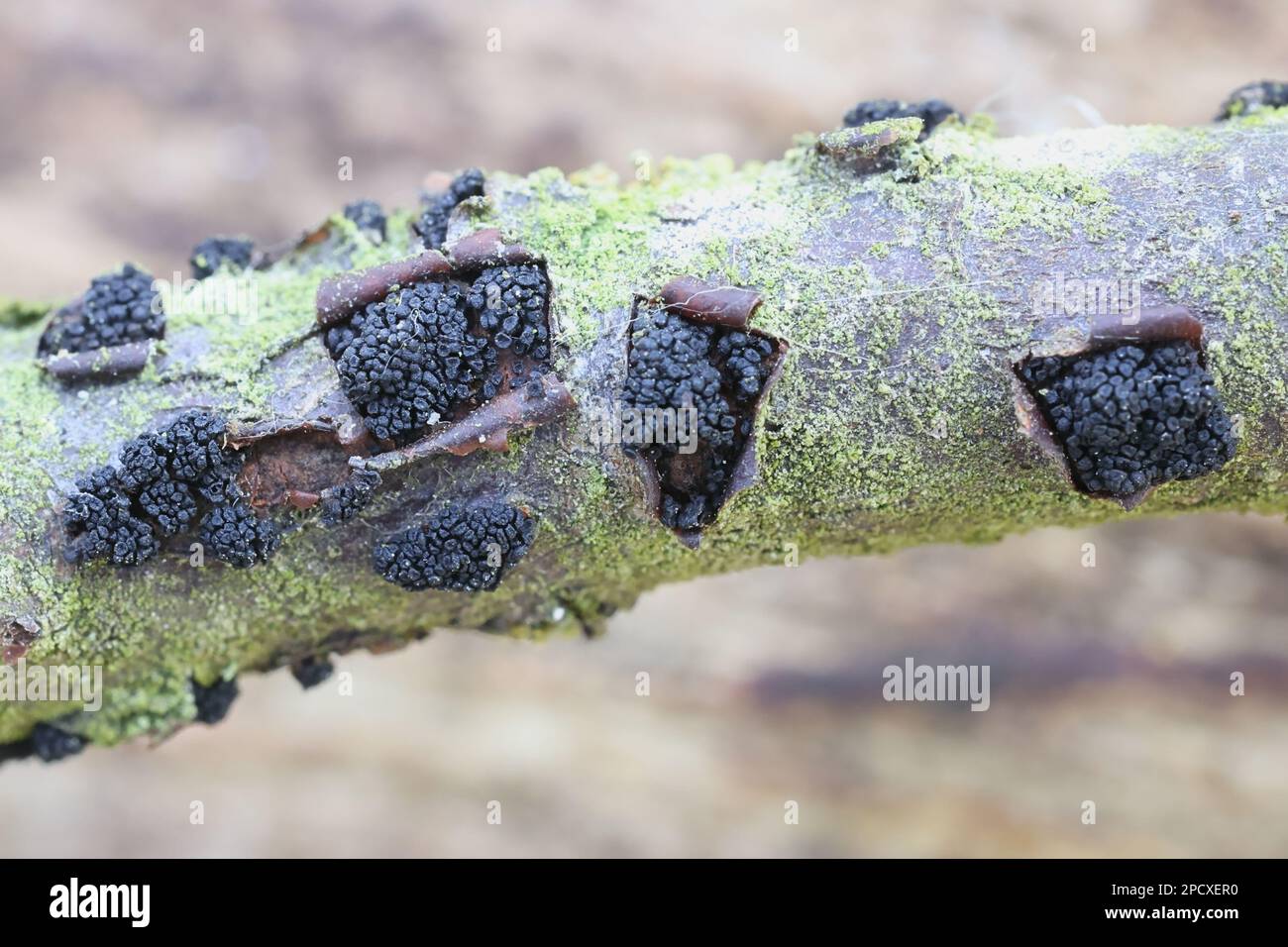 Eutypella sorbi, known as eutypella canker, fungus from Finland Stock ...