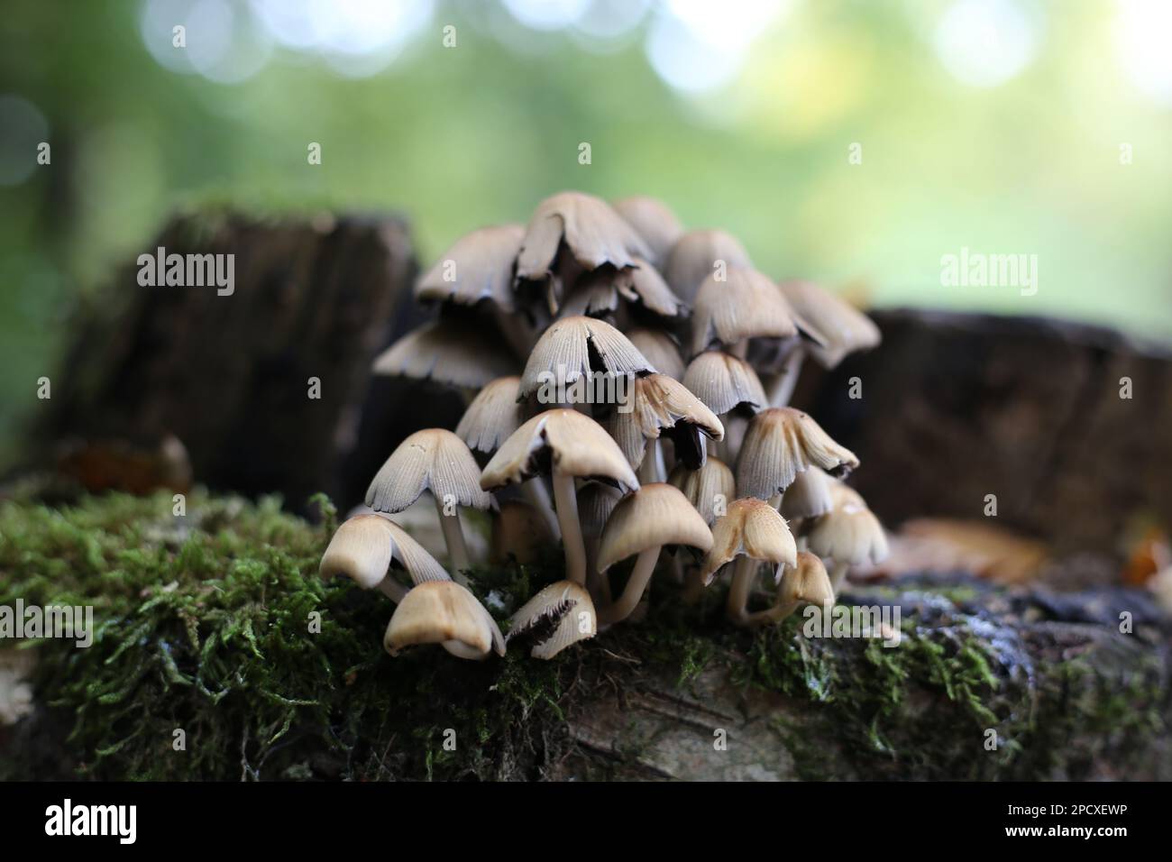 A group of white toadstools growing in a bushy outdoor environment ...