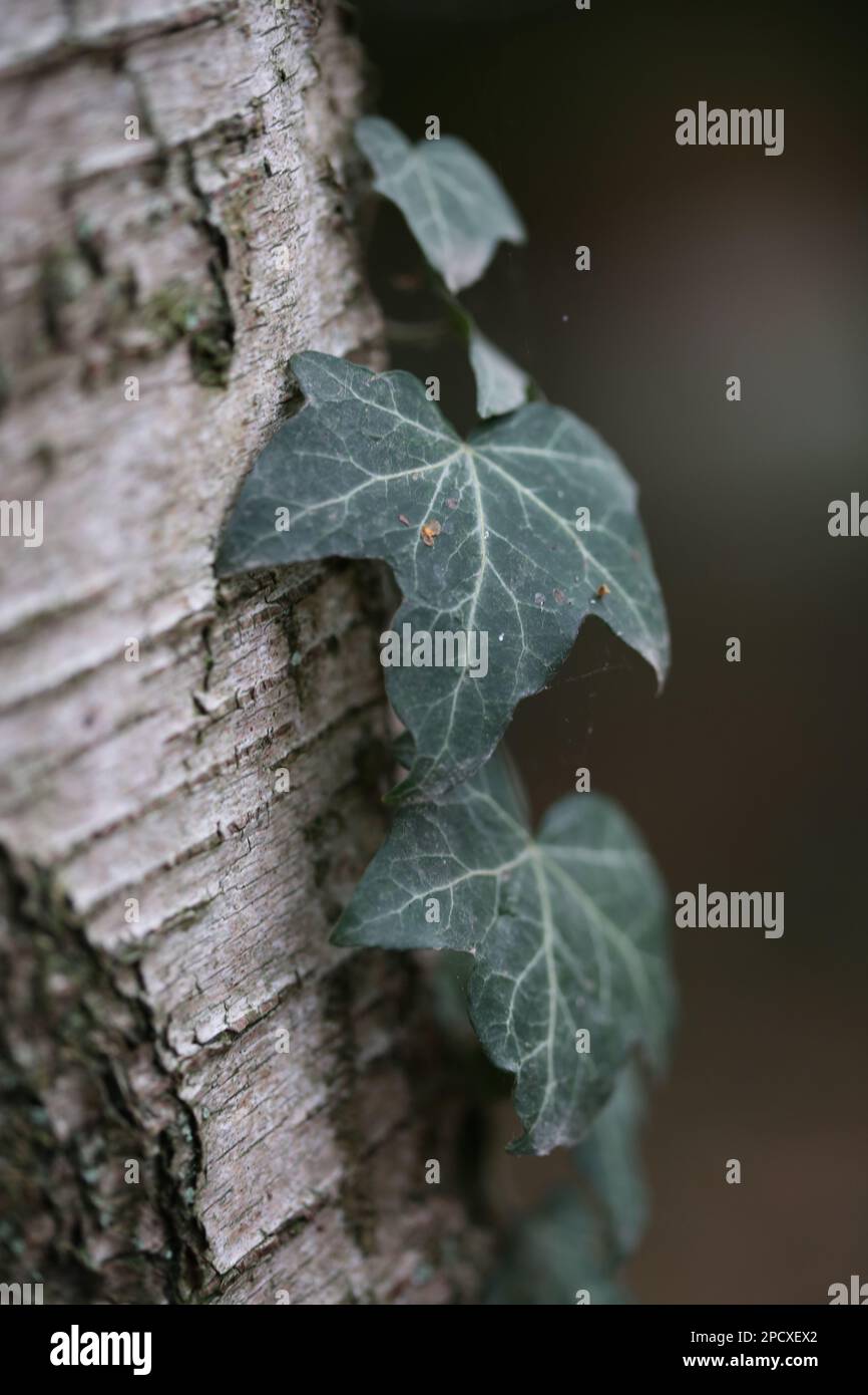 A small ivy leaves emerging from the bark of a tree Stock Photo - Alamy