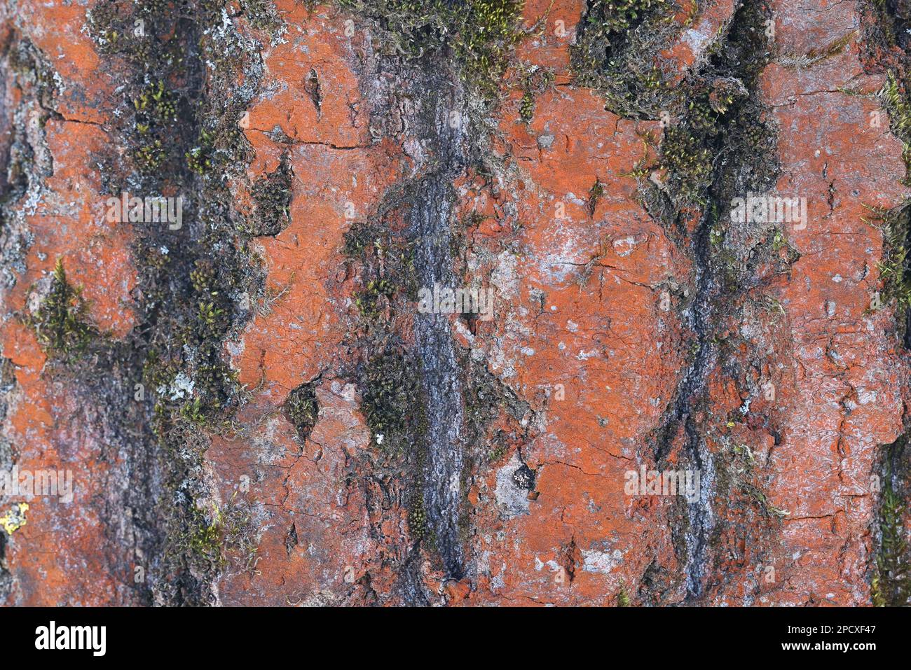 Trentepohlia umbrina, a chlorophyte green alga living on aspen bark in ...