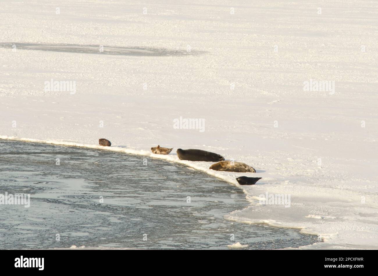 Harp seal group hi-res stock photography and images - Alamy