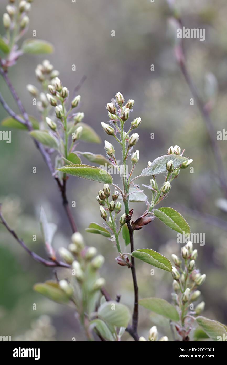 Amelanchier spicata, commonly known as low juneberry, thicket shadbush ...