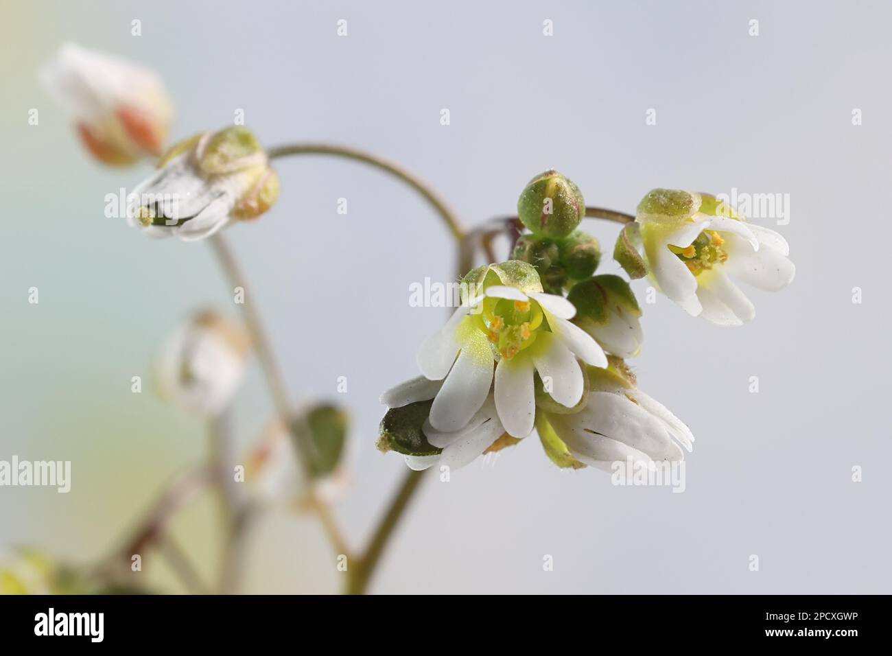 Draba verna, also called Erophila verna, commonly known as Spring ...