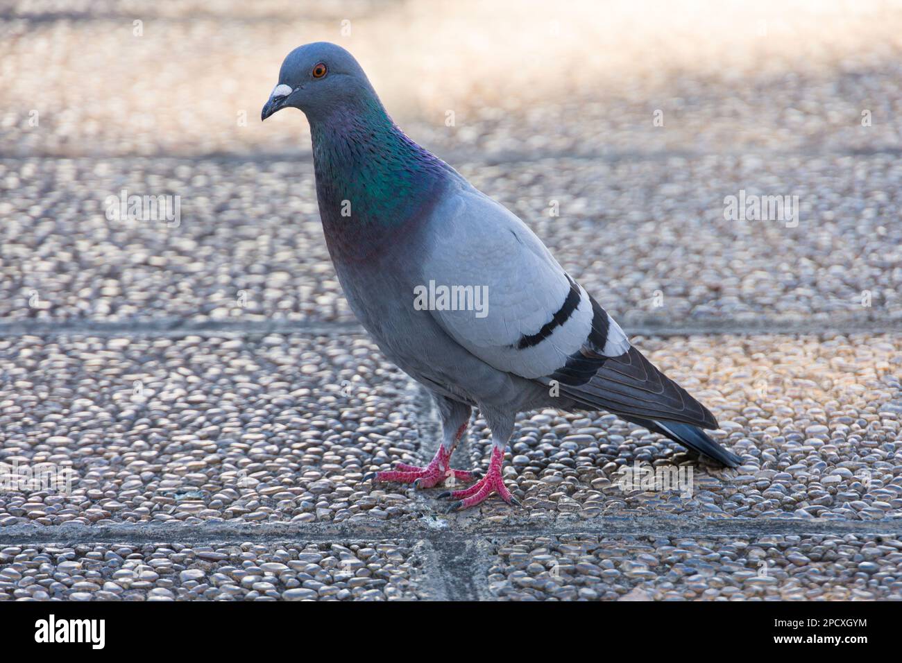 Close Up of a beautiful pigeon outdoor on a side walk Stock Photo - Alamy