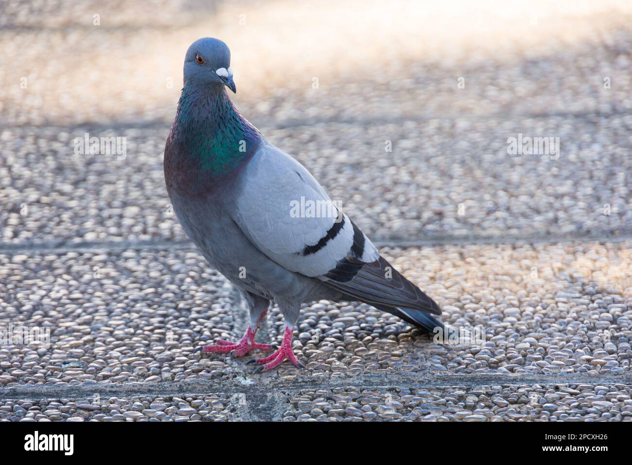 Close Up of a beautiful pigeon outdoor on a side walk Stock Photo - Alamy