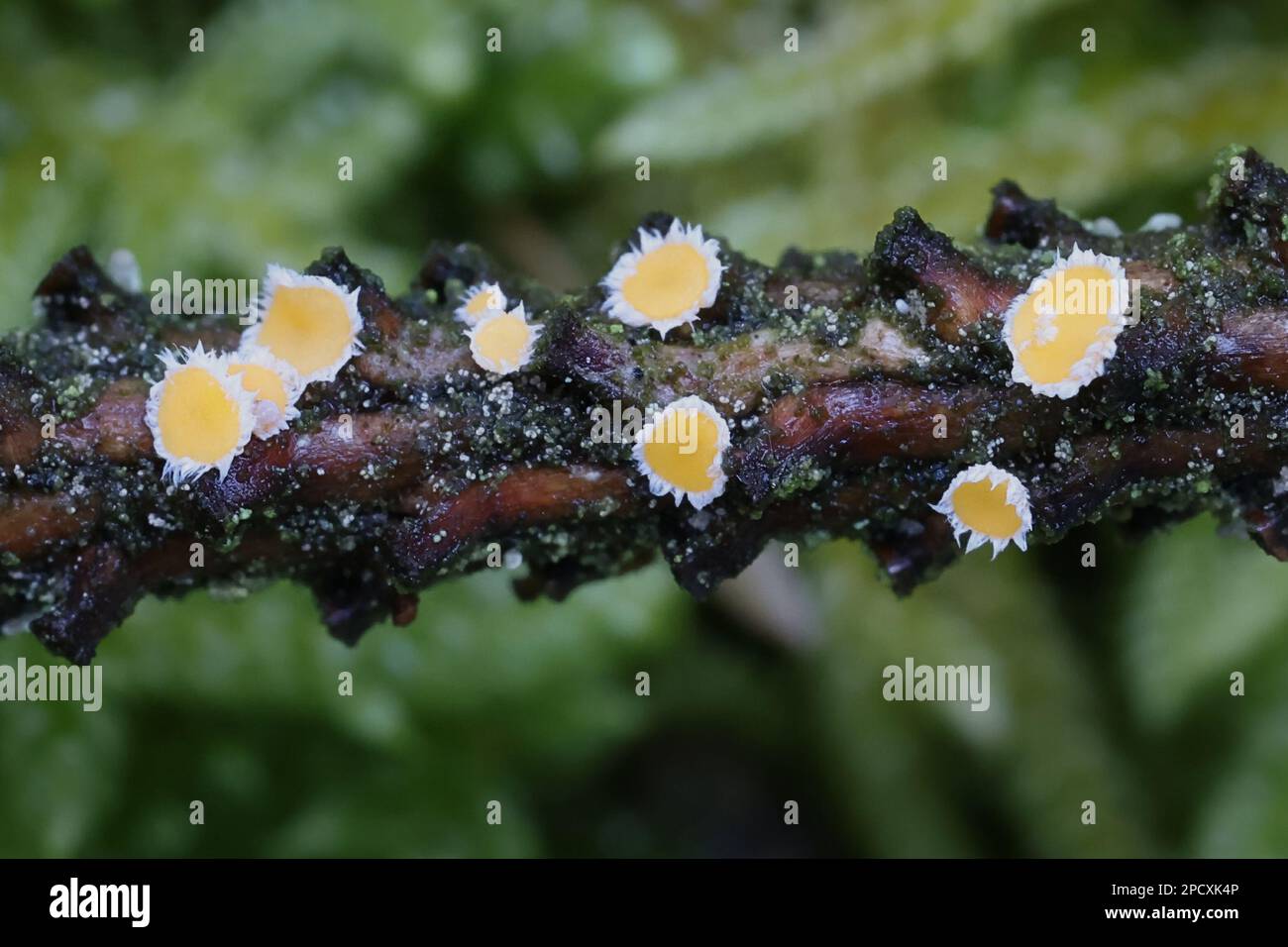 Lachnellula abietis hi-res stock photography and images - Alamy