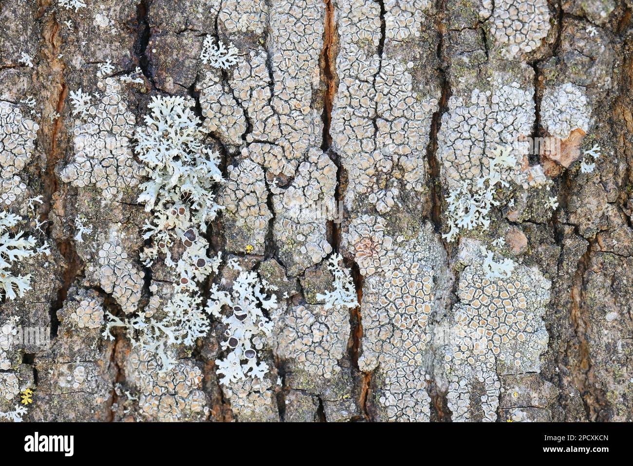 Lecanora chlarotera, known as brown rim-lichen, growing on Norway maple ...
