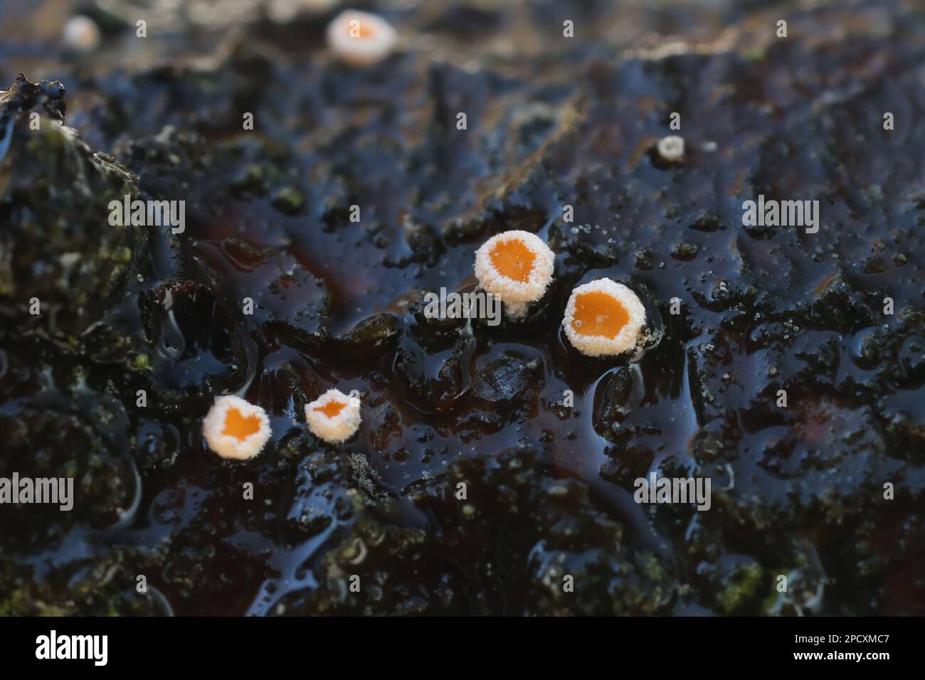 Lachnellula occidentalis, disco cup fungus growing on larch in Finland ...