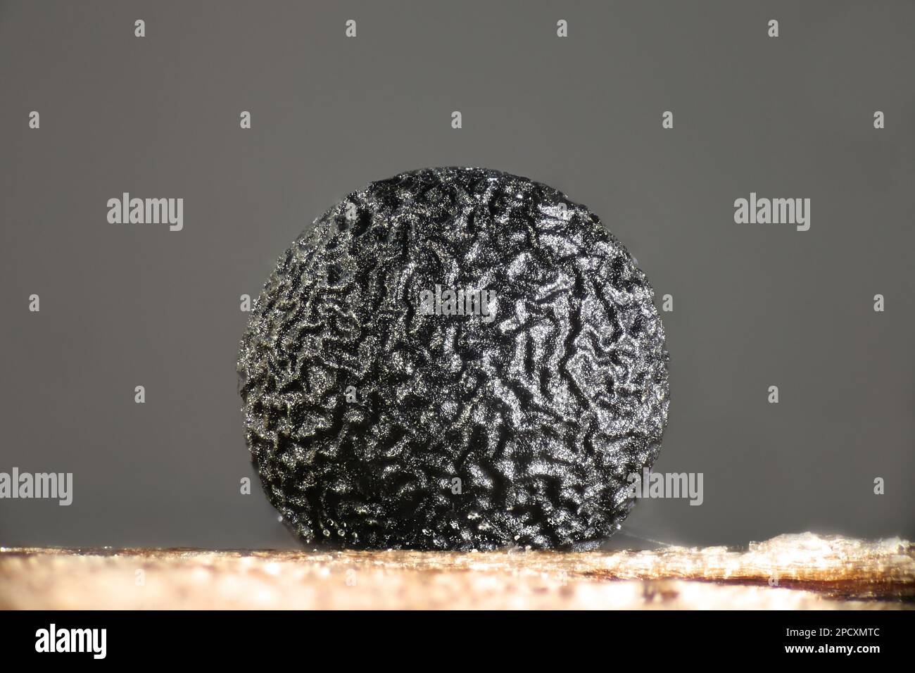 Typhula ishikariensis, causing turfgrass disease called Typhula blight ...