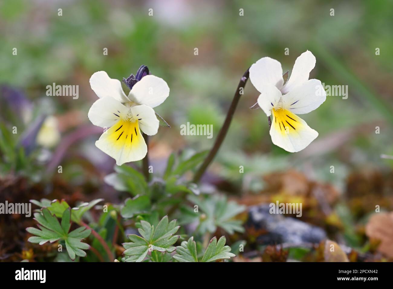 Field Pansy, Viola arvensis, wild spring flower from Finland Stock ...