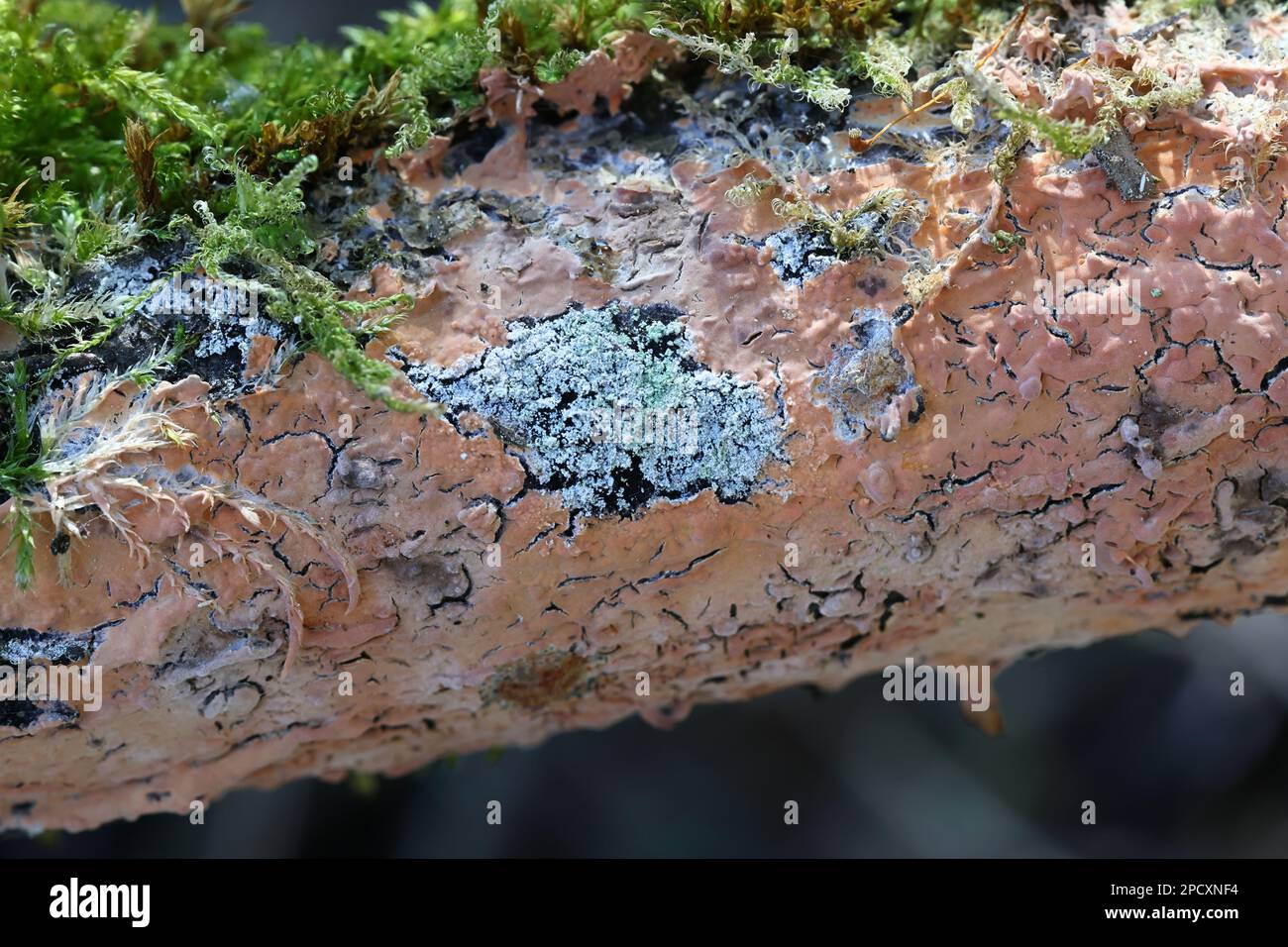Peniophora incarnata, known as rosy crust, wild fungus from Finland ...