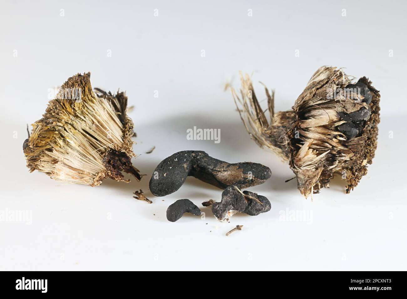 Homepahkasieni hi-res stock photography and images - Alamy