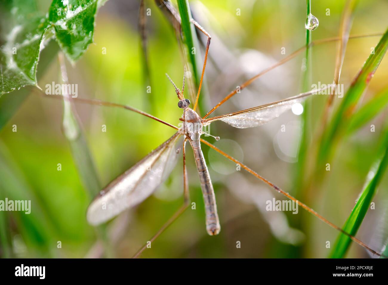 Among long grasses hi-res stock photography and images - Alamy