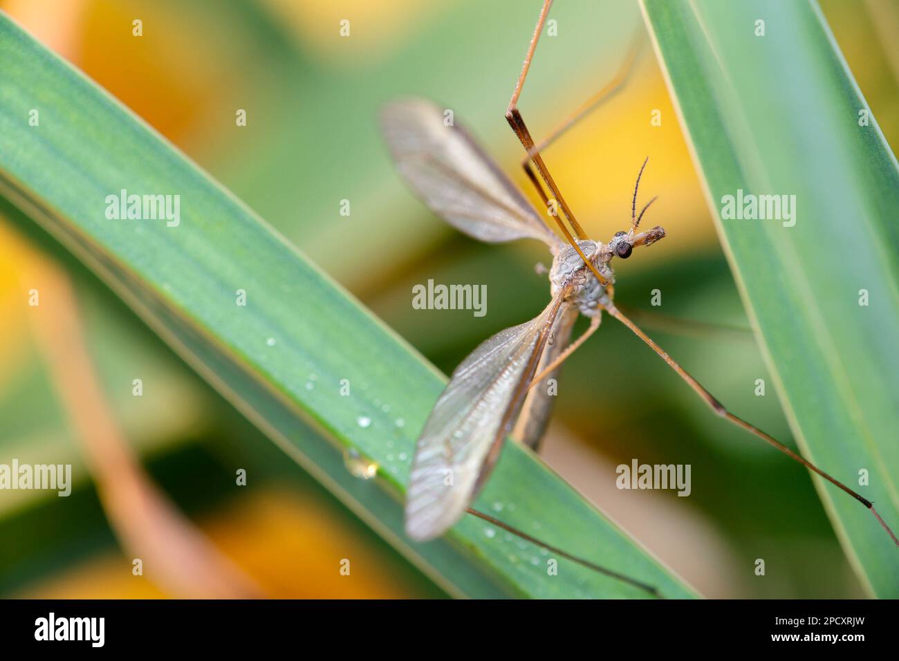A species of crane fly perched among grasses Stock Photo - Alamy