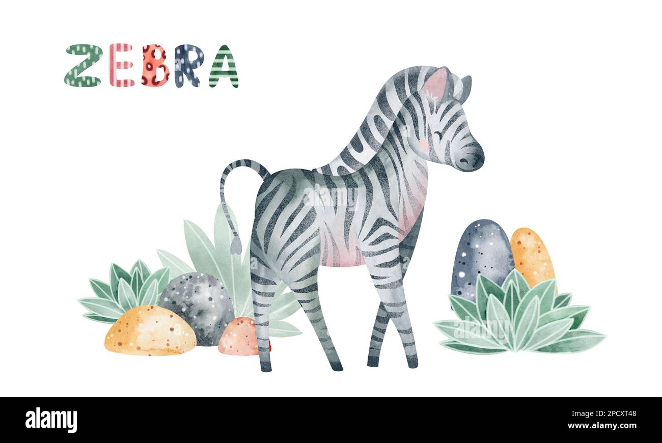 Zebra watercolor illustration. Children's illustration of an African ...