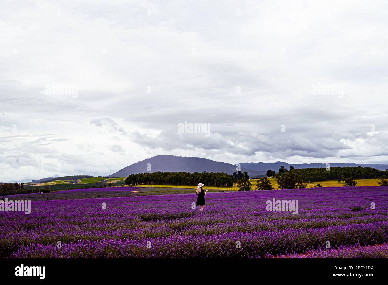 Lavender manor hi-res stock photography and images - Alamy