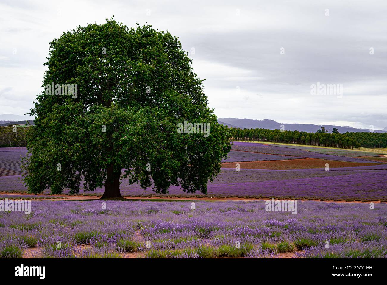 Lavender manor hi-res stock photography and images - Alamy