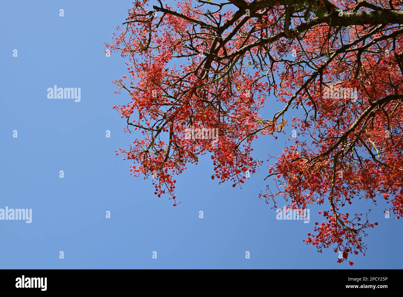 Lame tree hi-res stock photography and images - Alamy