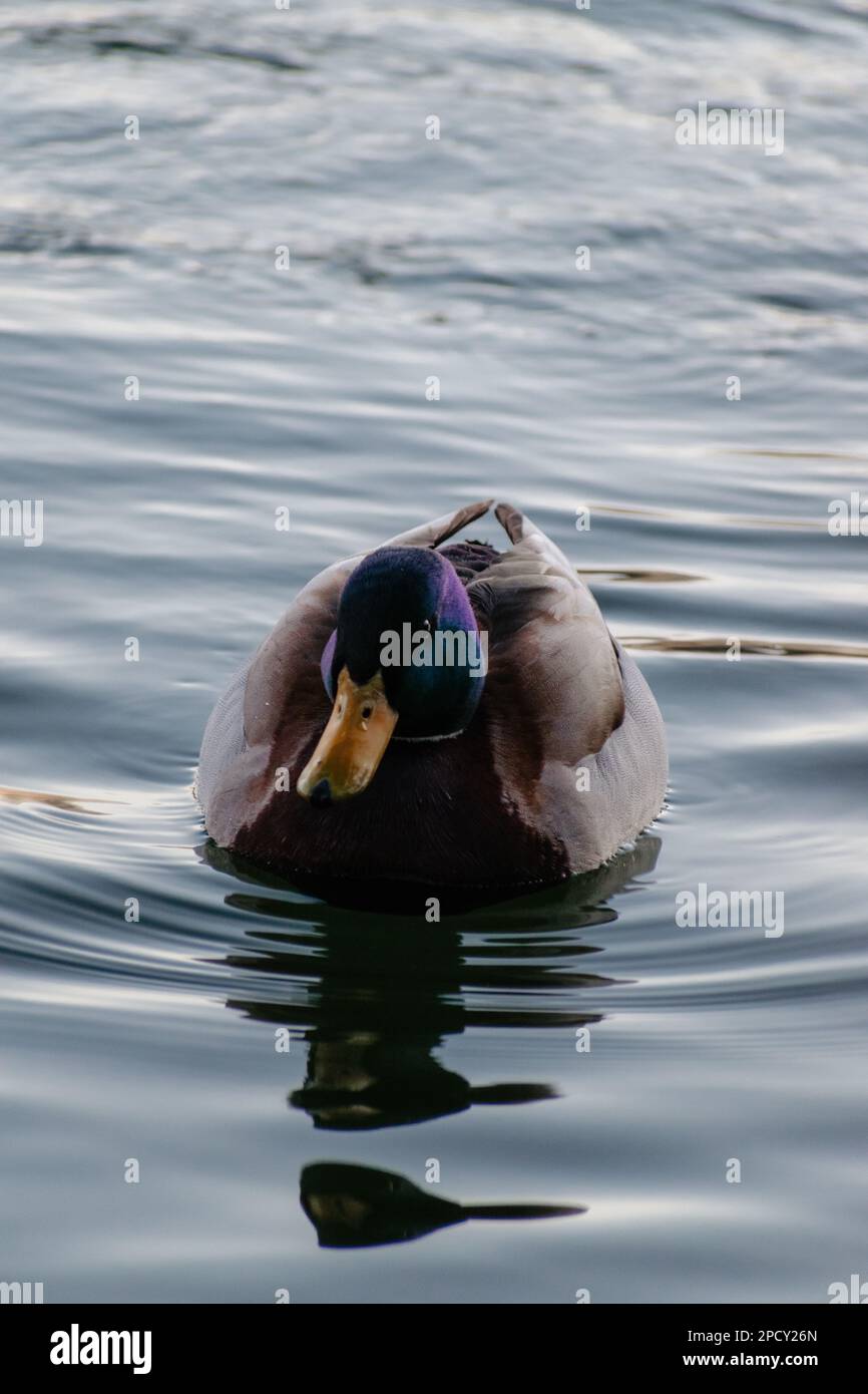 A yellow duck is peacefully floating on a still body of water, looking ...