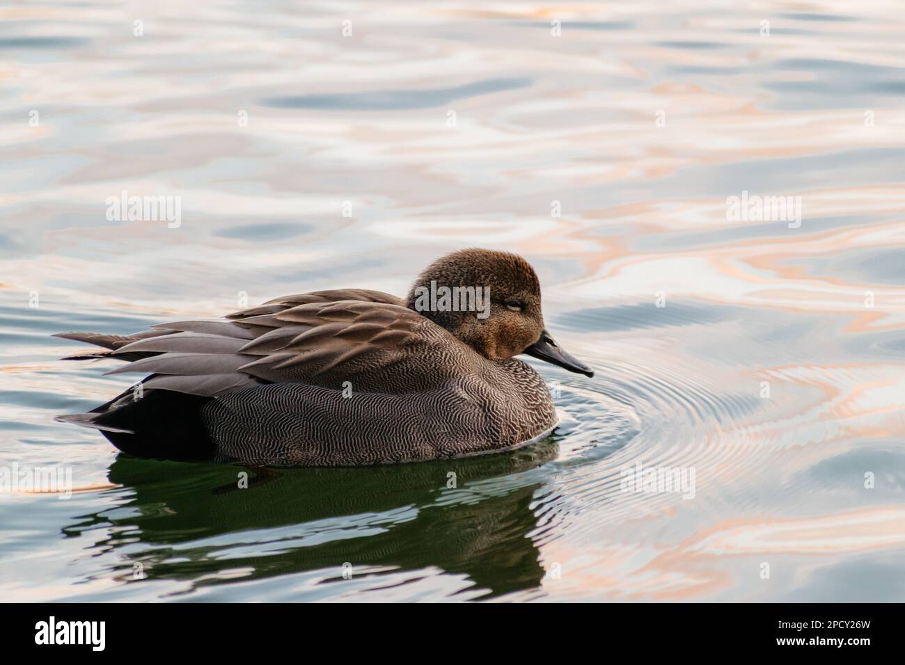 White grey feathered hi-res stock photography and images - Alamy