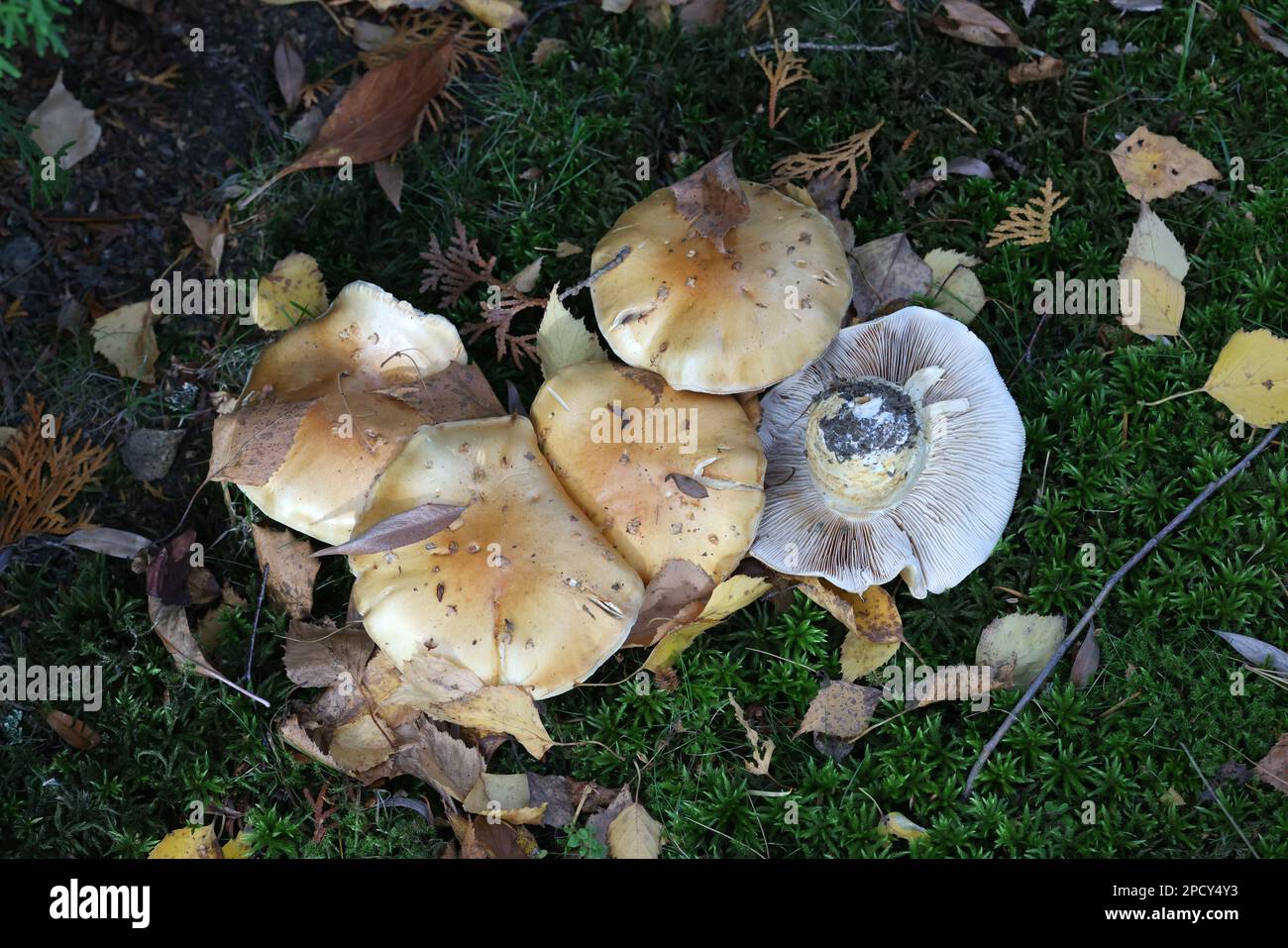 Cortinarius triumphans, commonly known as birch webcap or yellow ...