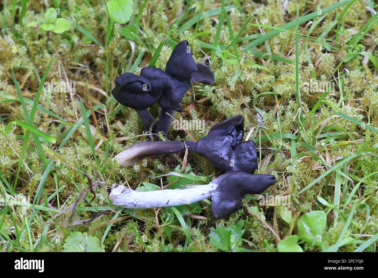 Helvella fallax, previously called Helvella atra, a saddle fungus from ...