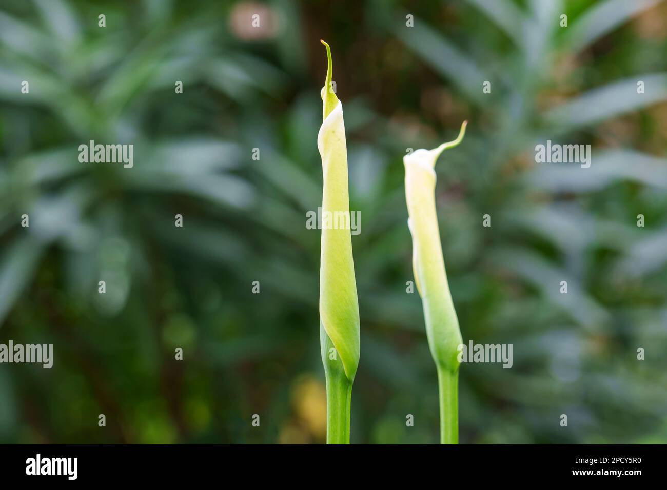 Beautiful white calla lily flower buds. Zantedeschia aethiopica plant ...