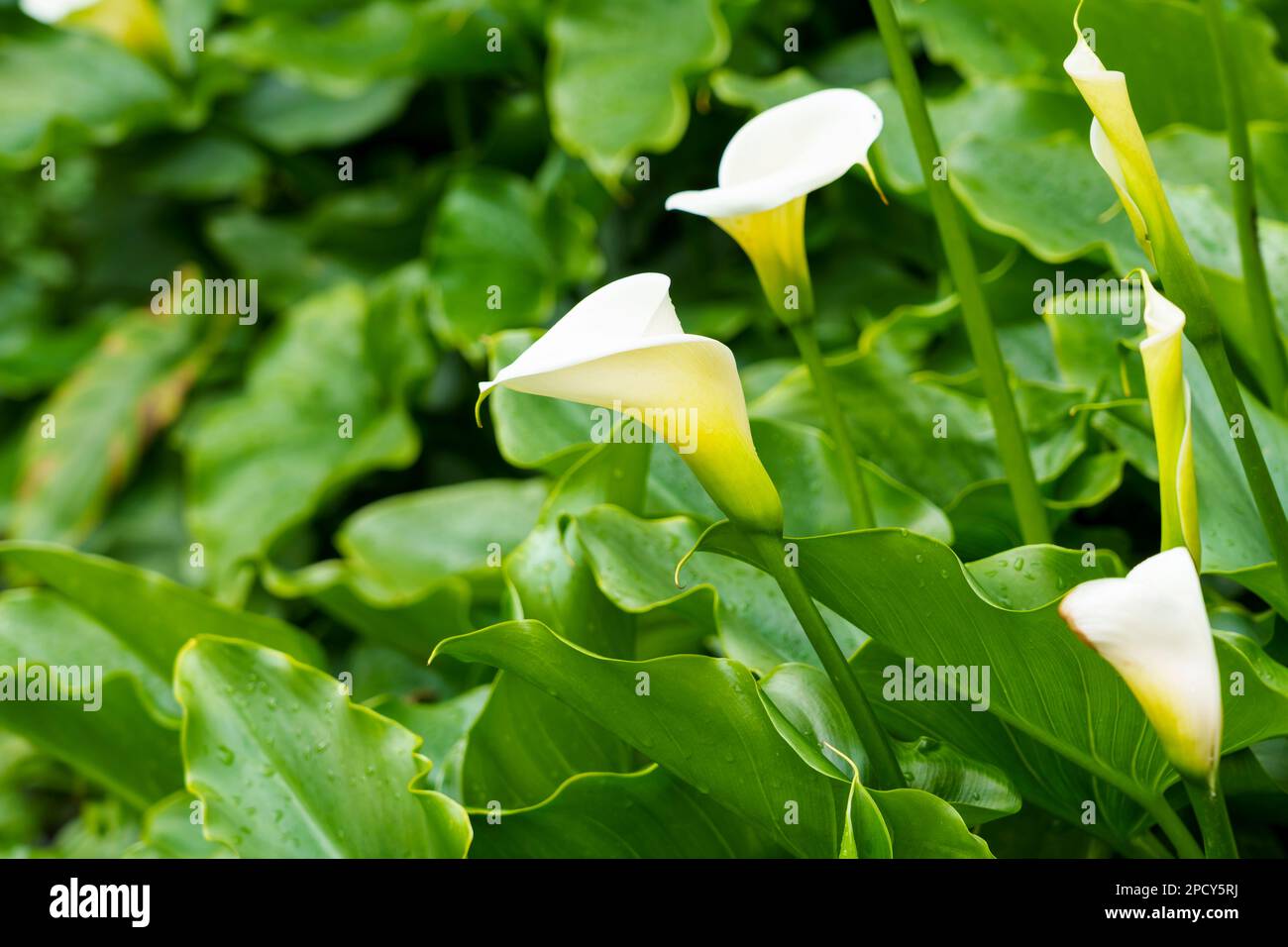 White blooming cala lily flowers in the garden with green fresh leaves ...