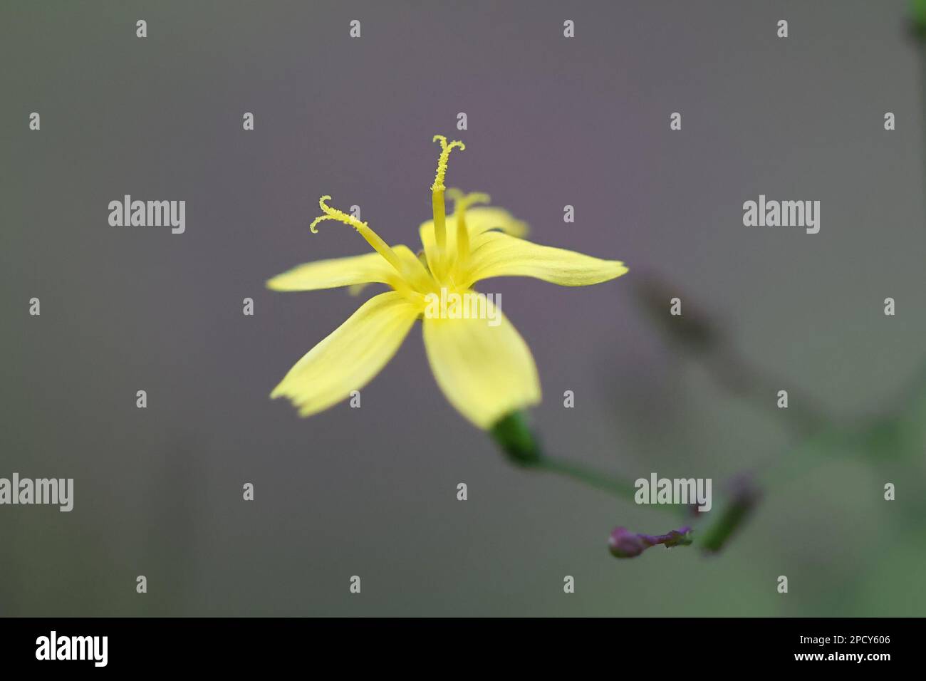 Wall Lettuce, Lactuca muralis, also known as Mycelis muralis, wild ...