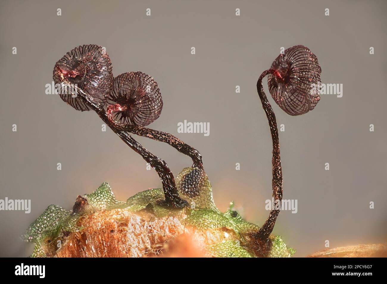 Cribraria cancellata, also known as Dictydium cancellatum, slime mold ...