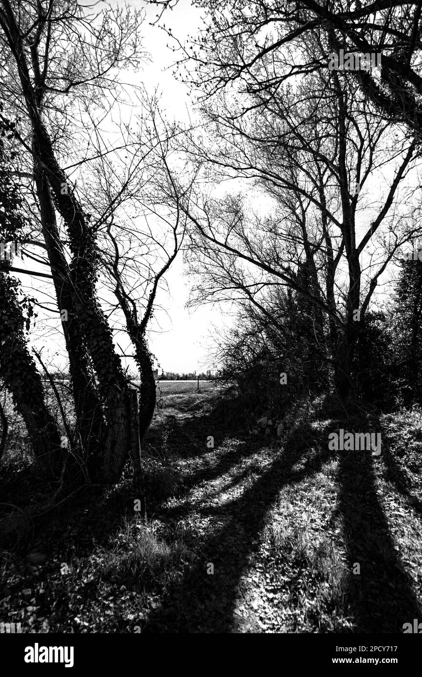 Tree color art Black and White Stock Photos & Images - Alamy