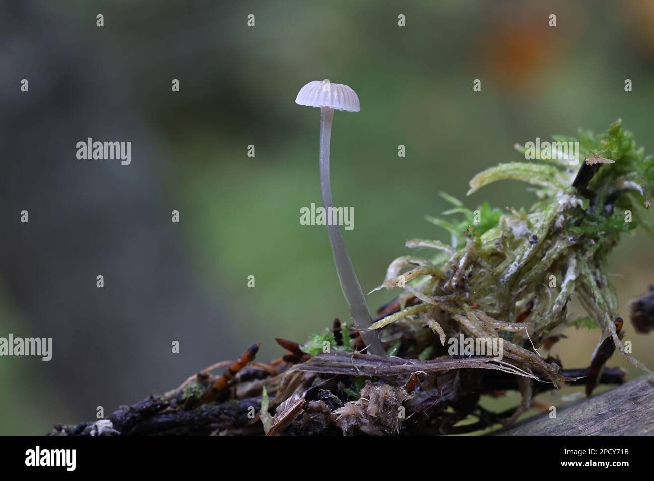 Roridomyces rorida, also called Mycena rorida, commonly known as the ...