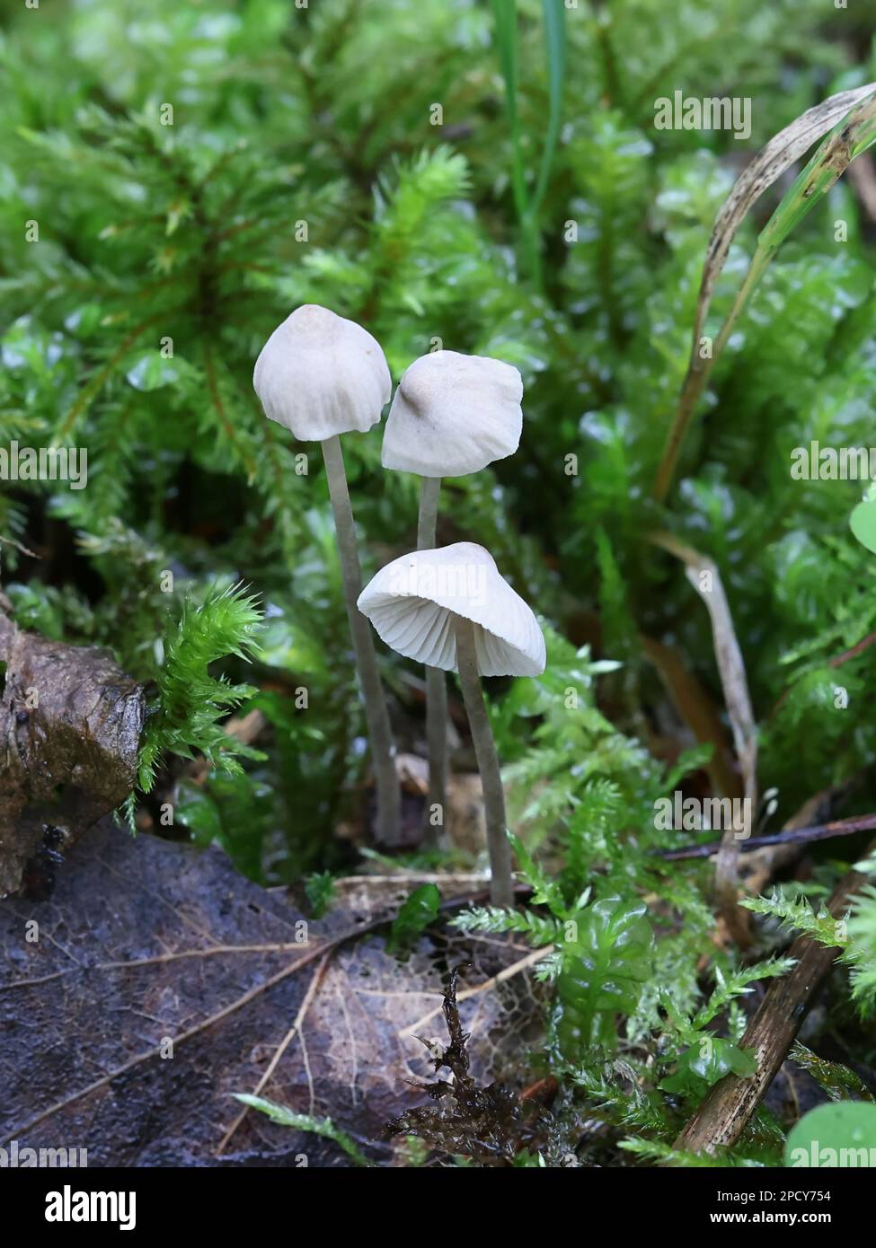 Mycena filopes, commonly known as iodine bonnet, wild mushroom from ...