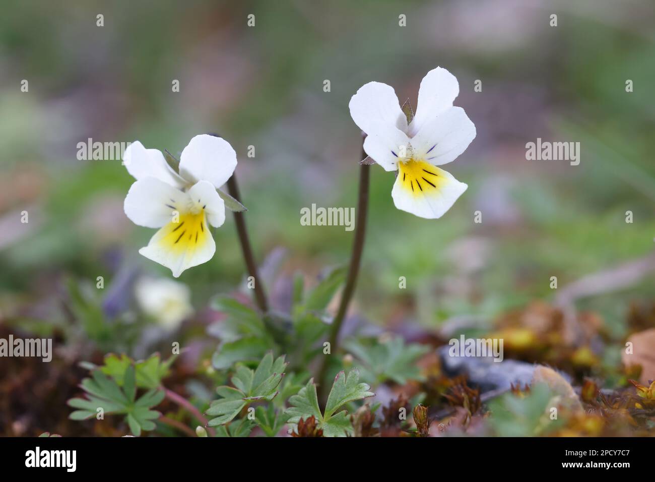 Field Pansy, Viola arvensis, wild spring flower from Finland Stock ...