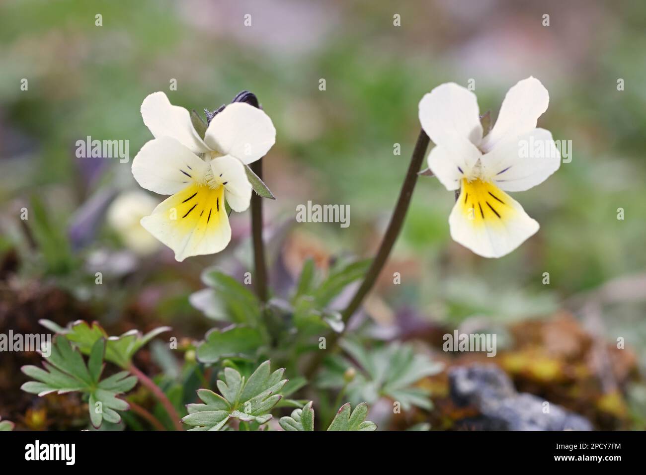 Field Pansy, Viola arvensis, wild spring flower from Finland Stock ...