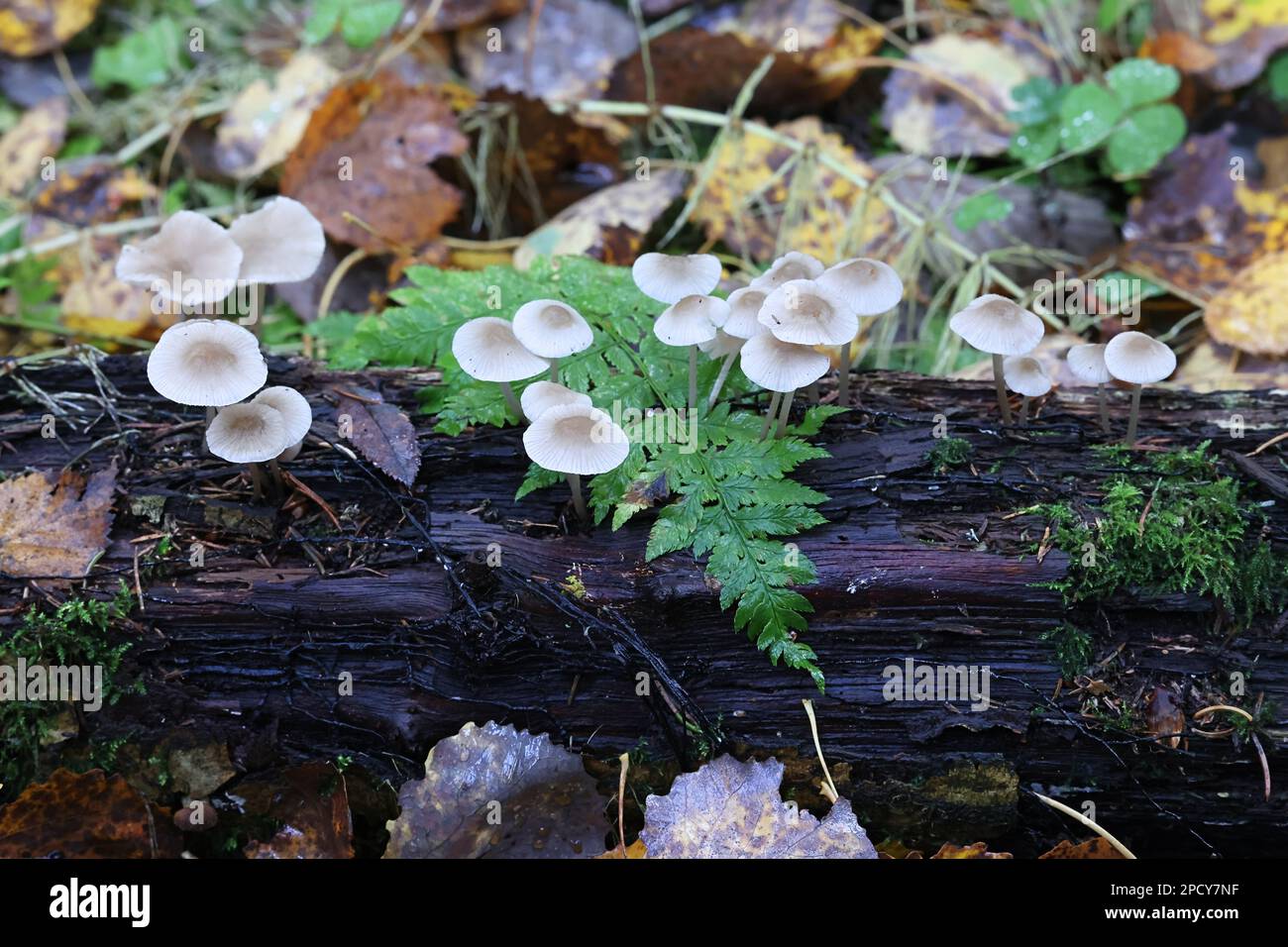 Mycena galericulata, known as common bonnet or toque mycena, wild ...