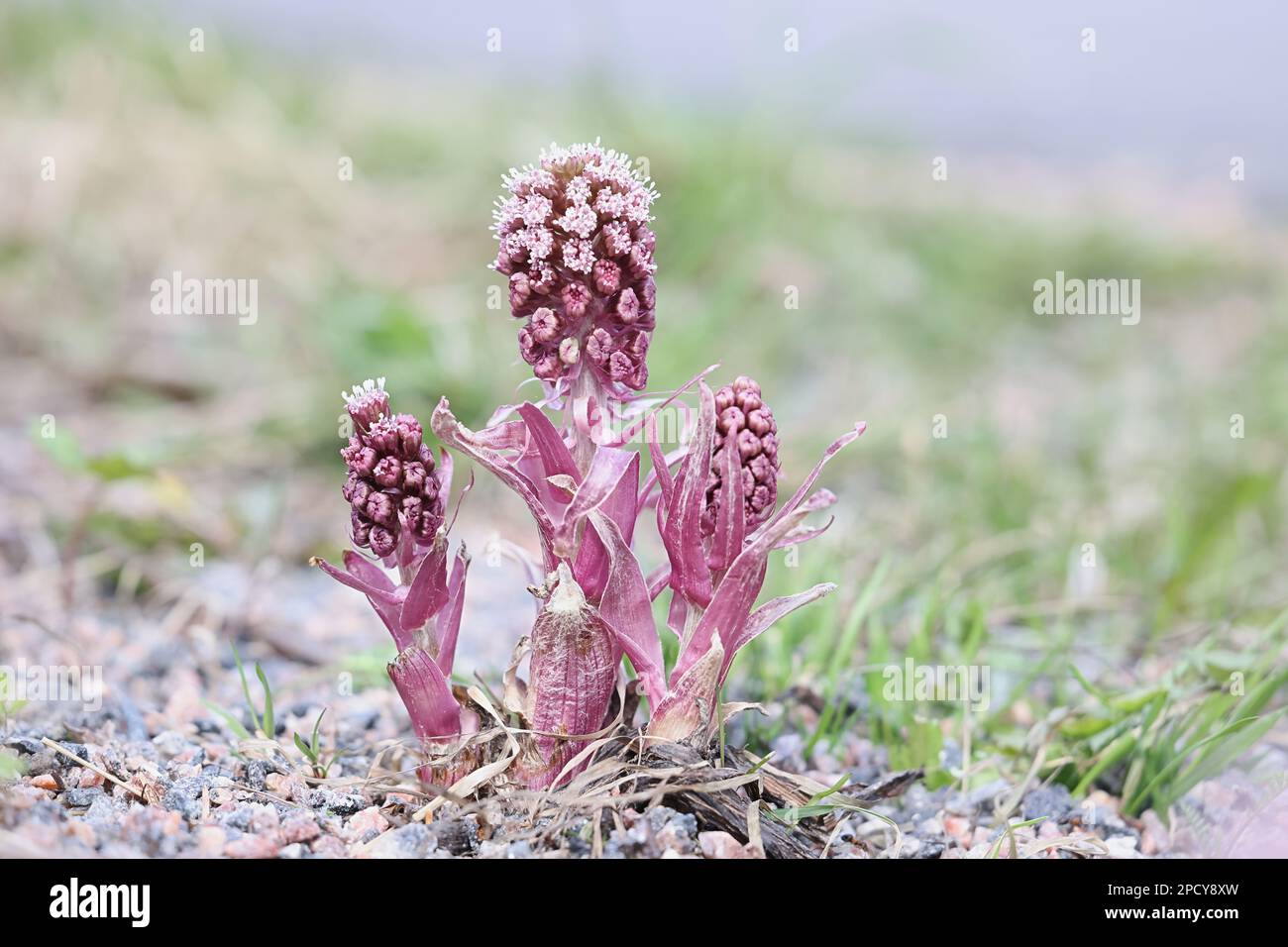 Petasites hybridus, known as Common Butterbur, Bog Rhubarb, Devil’s Hat ...