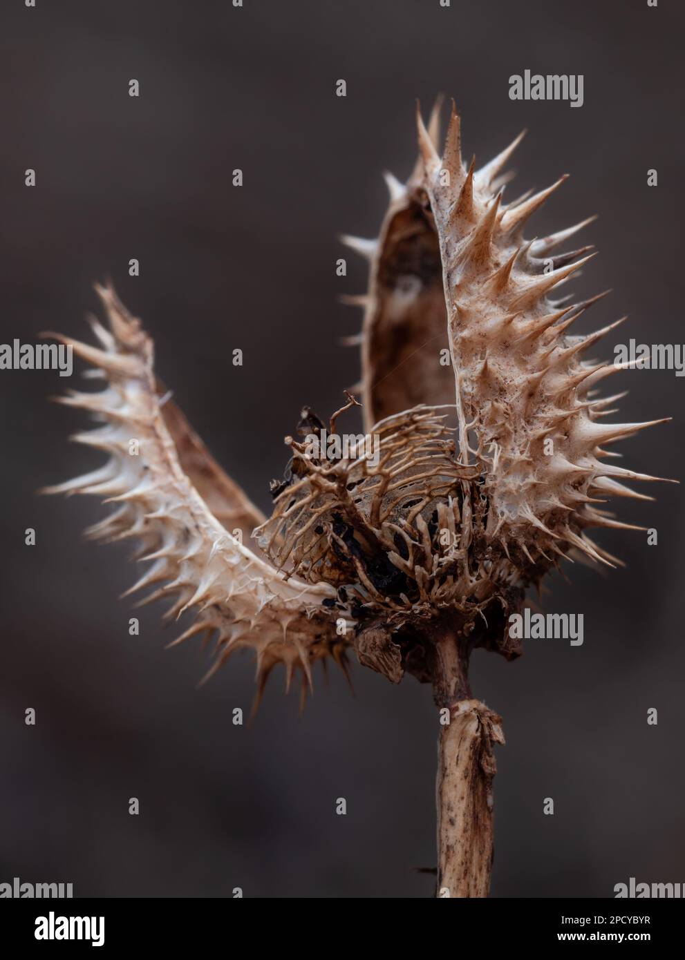 Datura stramonium dried hi-res stock photography and images - Alamy