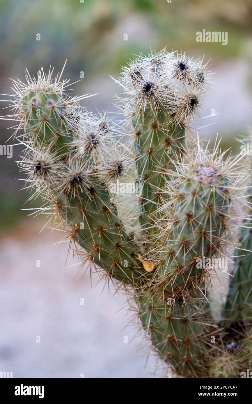 Wolf's Cholla, Cylindropuntia wolfii in the California desert Stock ...