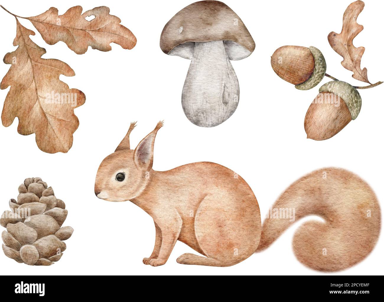 Watercolor woodland animal, Squirrel, pine cone, leaves, boletus and ...