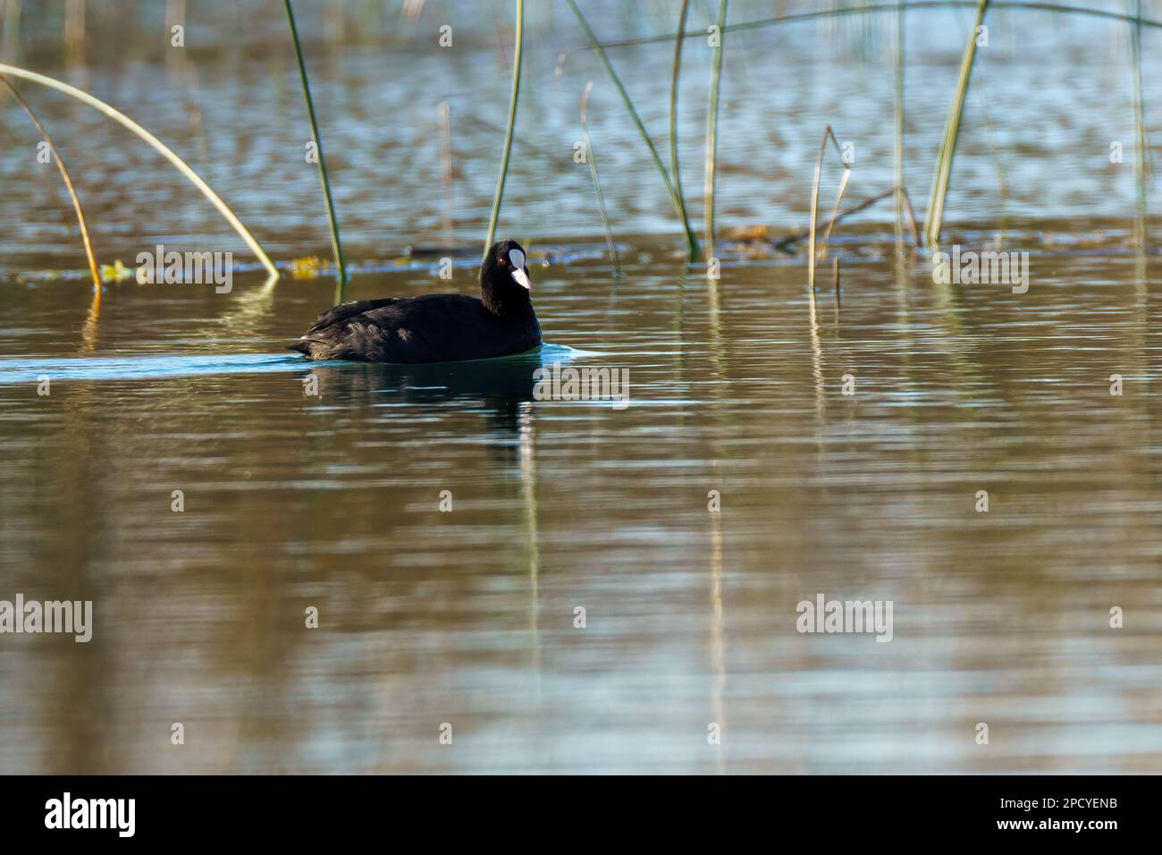 White headed duck swimming hi-res stock photography and images - Alamy