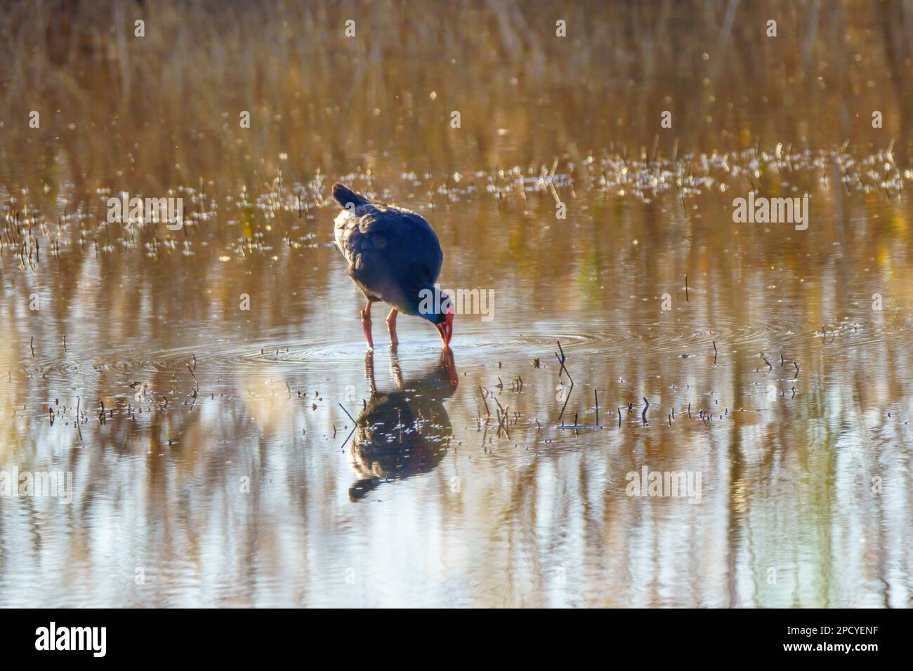 Bird drinking water with reflection in pond Stock Photo - Alamy