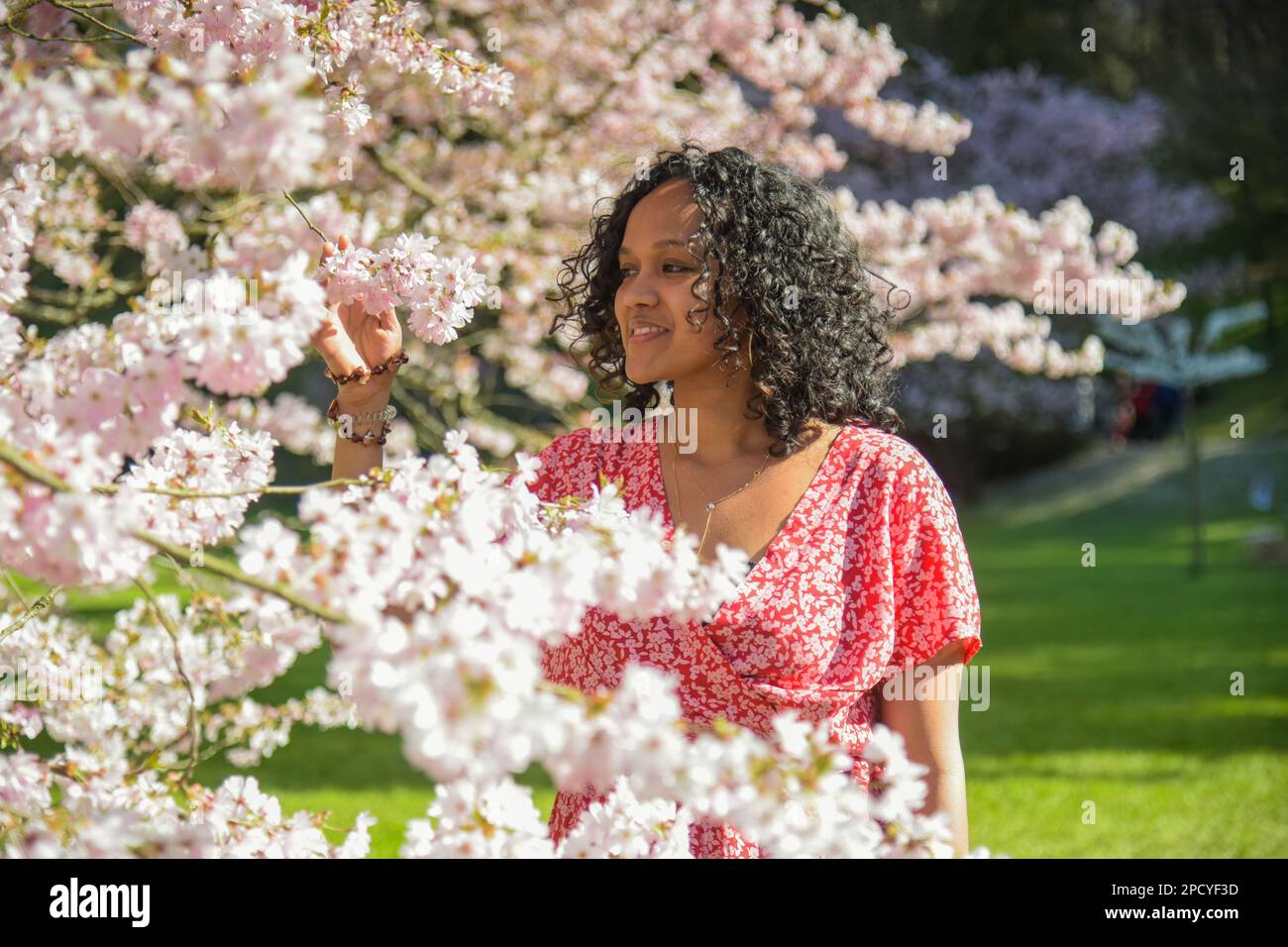 metis woman smelling the scent of cherry blossoms in spring in a park ...