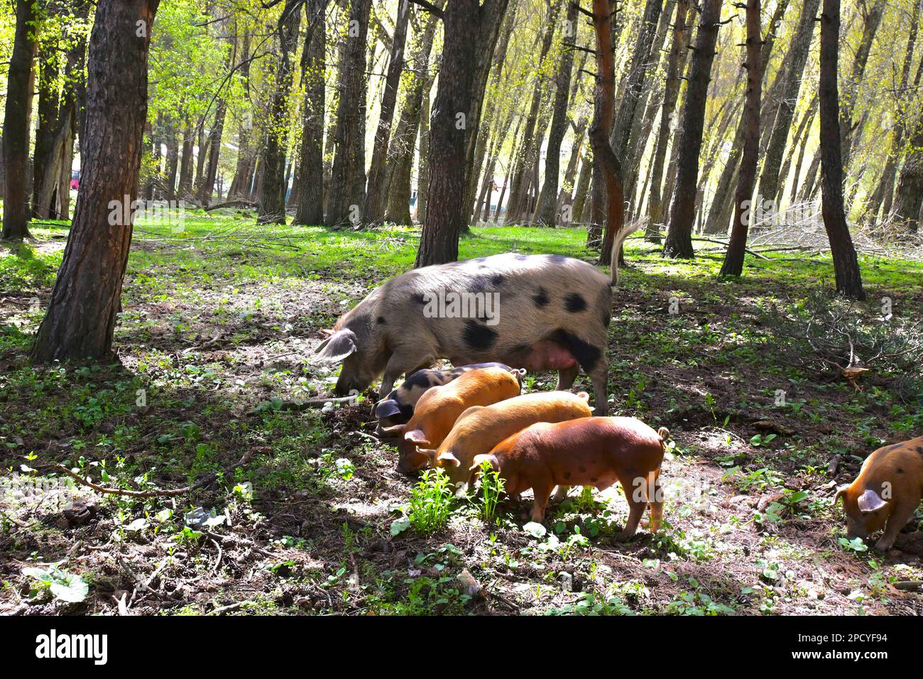 Military Highway, Georgia Stock Photo - Alamy