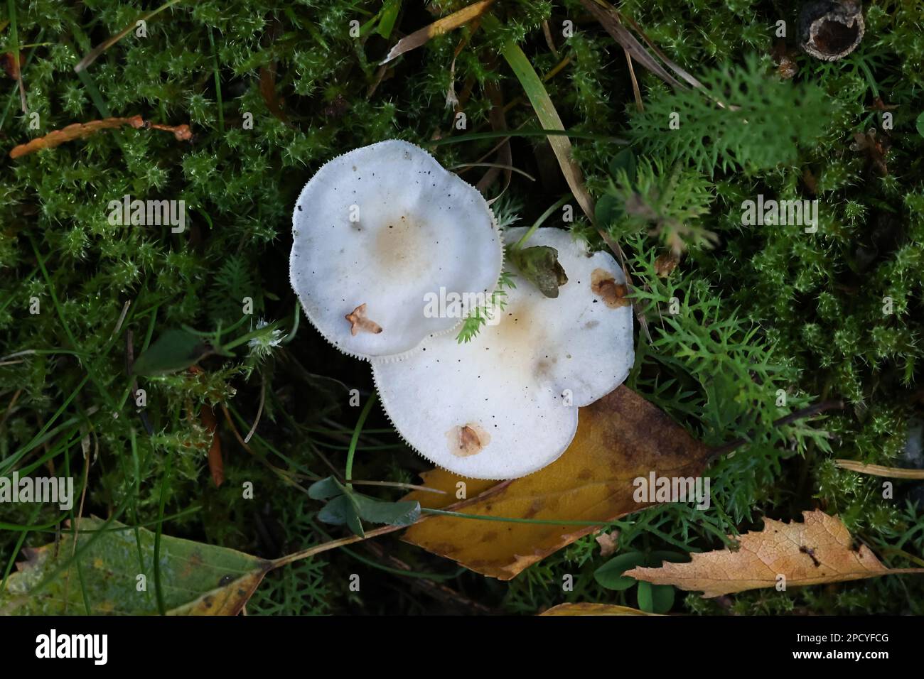 Clitocybe albofragrans, known as white fragrant funnel, wild mushroom ...