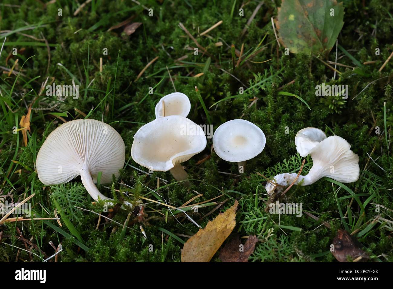 Aniseed funnel cap mushrooms hi-res stock photography and images - Alamy