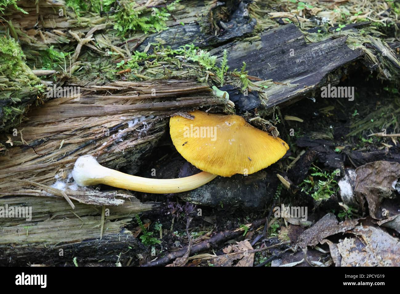 Pluteus leoninus, known as the lion shield, wild mushroom from Finland ...