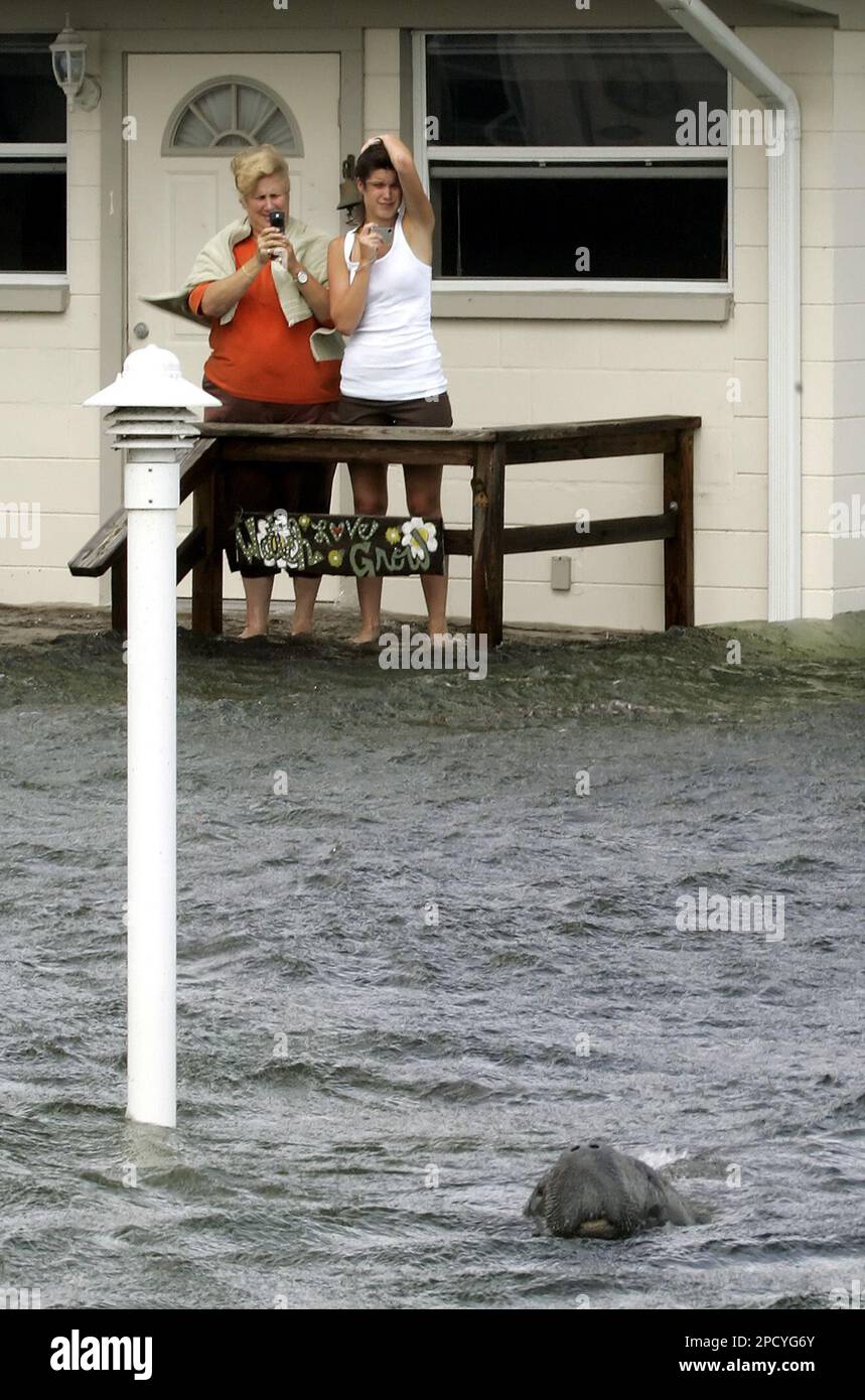 A manatee swims in a flooded backyard near Kings Bay Tuesday afternoon ...