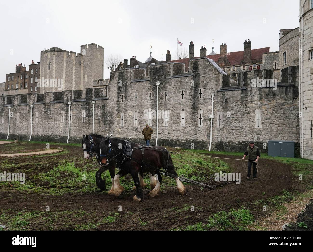 Shire horses called William and Joey from Hampton Court Palace, plough ...