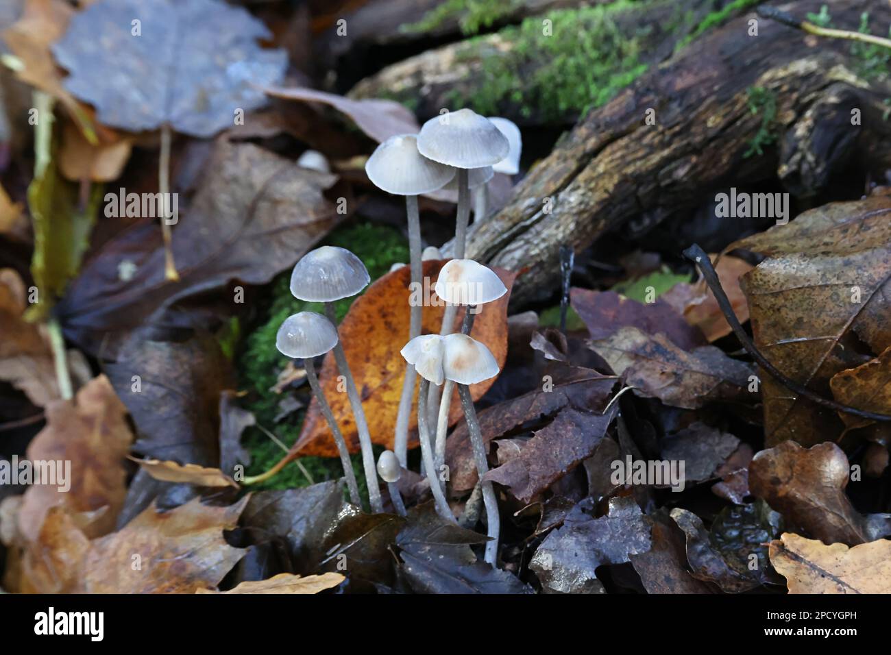 Mycena polygramma, commonly known as grooved bonnet Stock Photo - Alamy